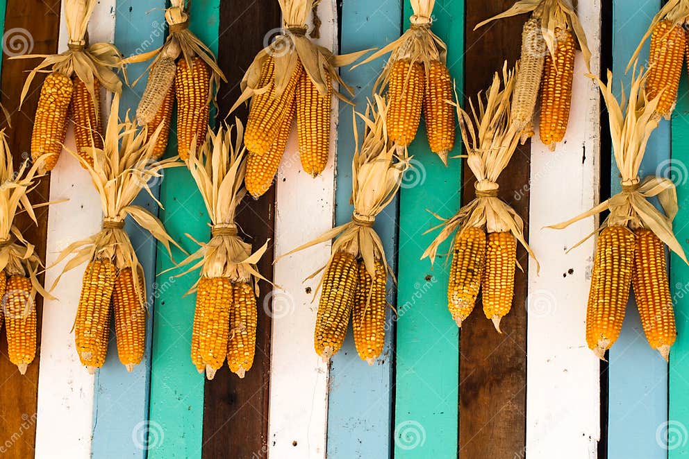 Corn on wall stock photo. Image of board, painted, stain - 28716864