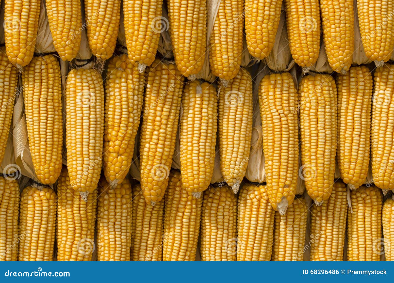 Dry Corn Wall Stock Photography | CartoonDealer.com #92888294