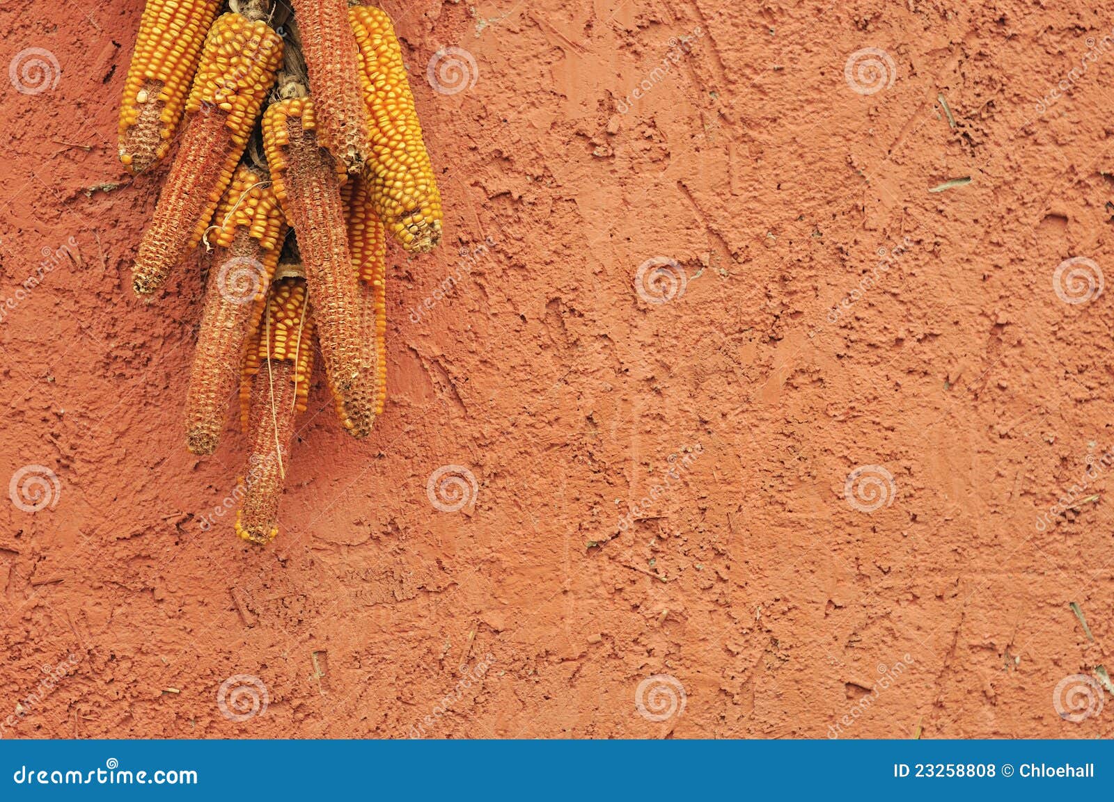 Corn and wall,rural scene stock photo. Image of kernel - 23258808