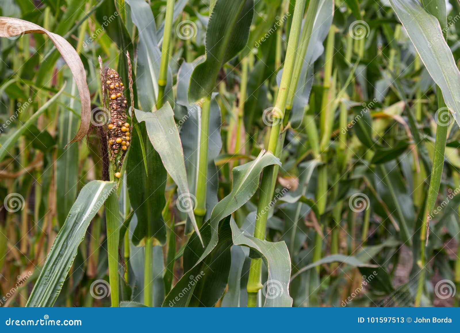 Rotting Corn Still on the Stalk Stock Image - Image of pumpkins, nature ...