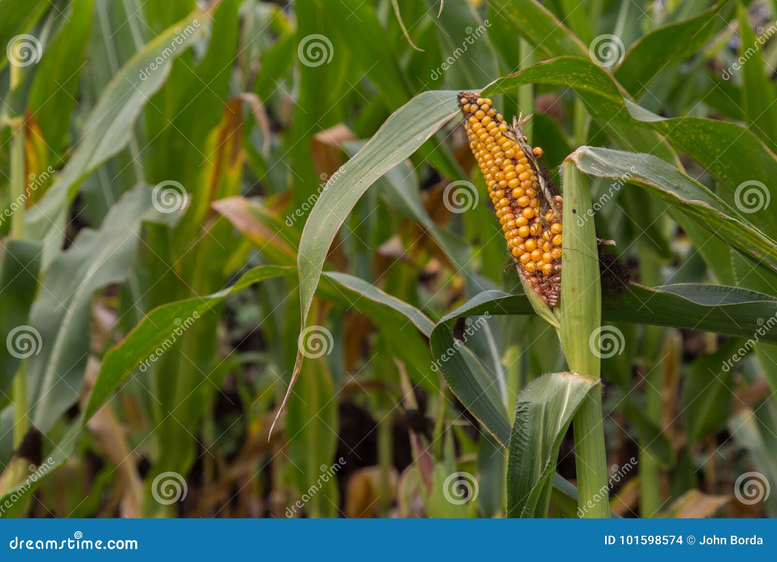 Rotting Corn Still on the Stalk Stock Photo - Image of harvest, nature ...