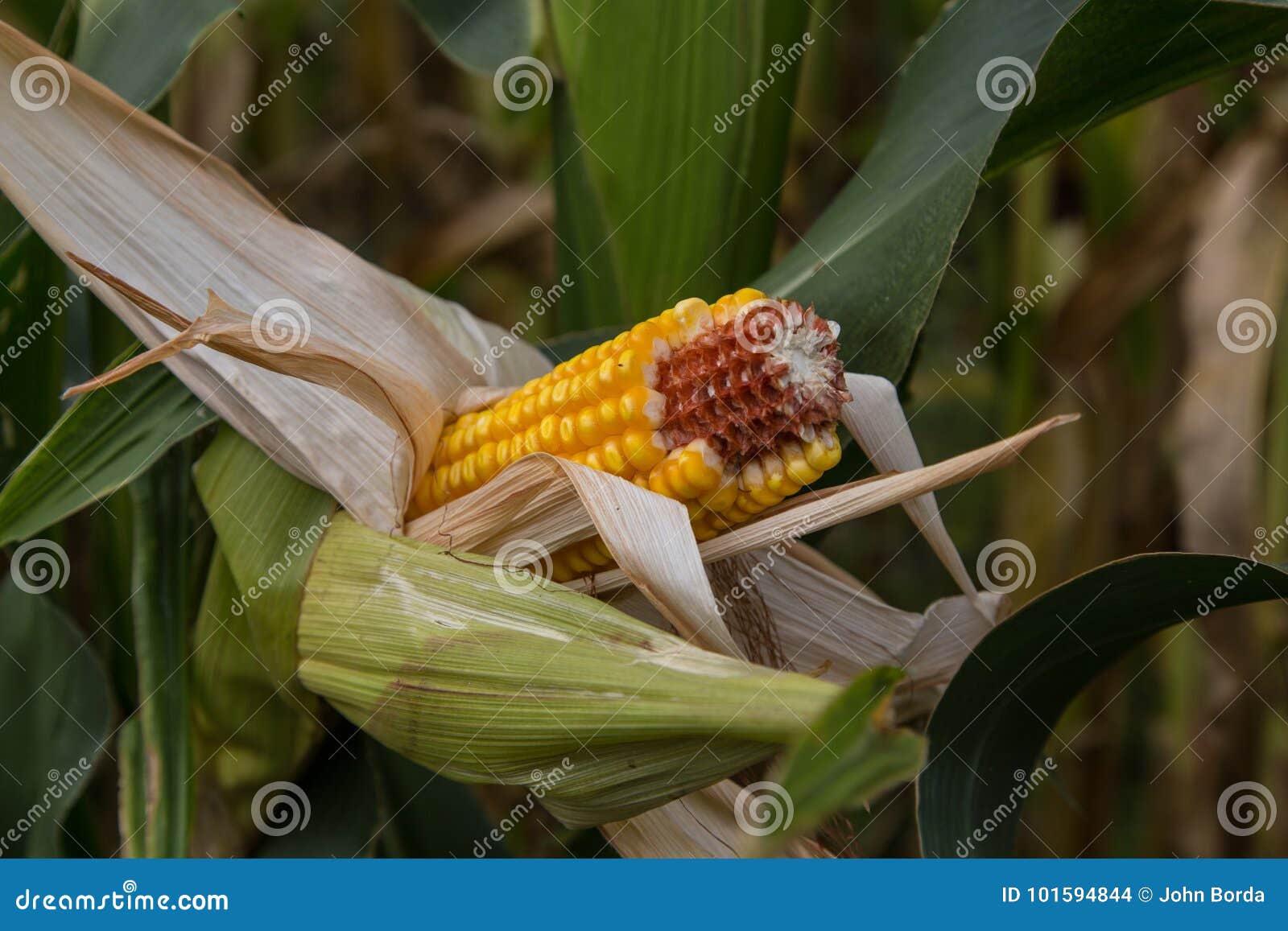 Rotting Corn Still on the Stalk Stock Photo - Image of garden, orange ...