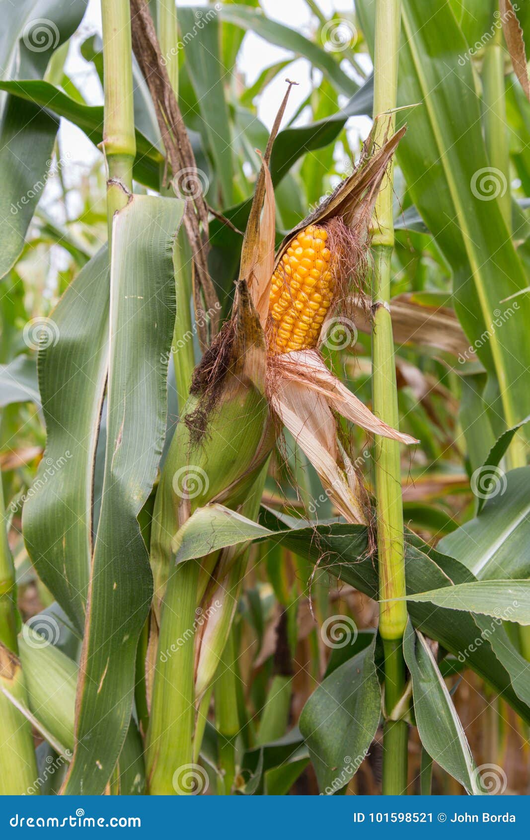 Rotting Corn Still on the Stalk Stock Image - Image of corn, november ...