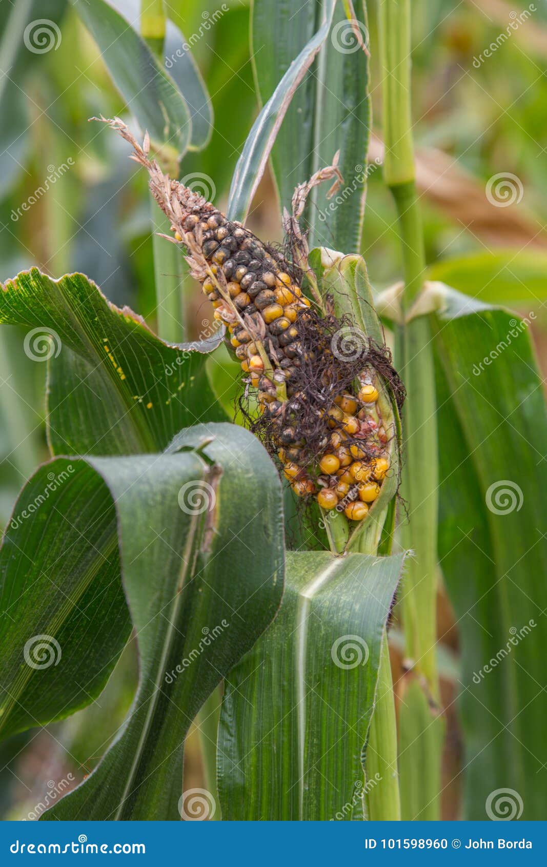 Rotting Corn Still on the Stalk Stock Photo - Image of gourd, orange ...