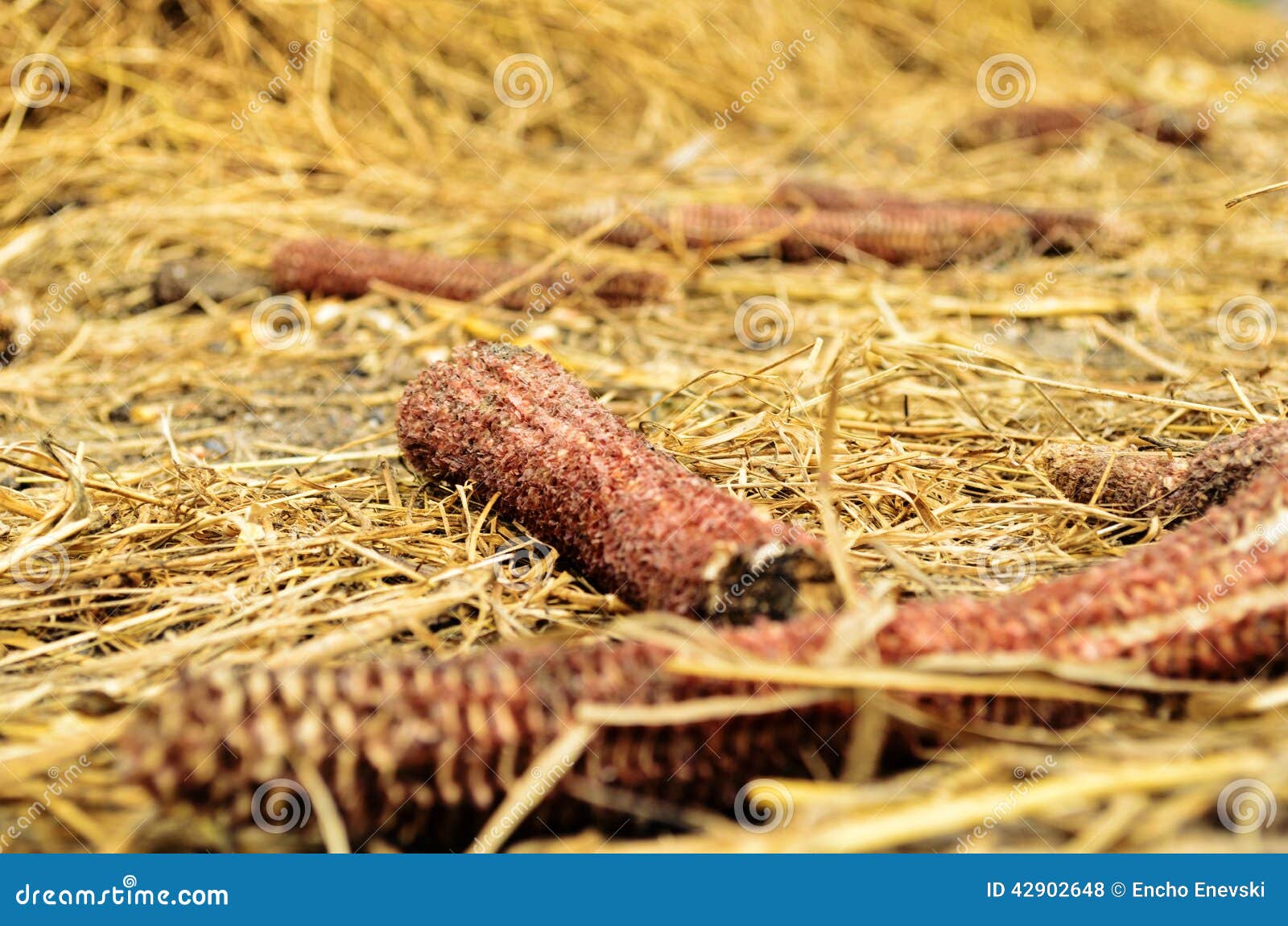 Corn Waste stock photo. Image of keft, intensive, farming - 42902648
