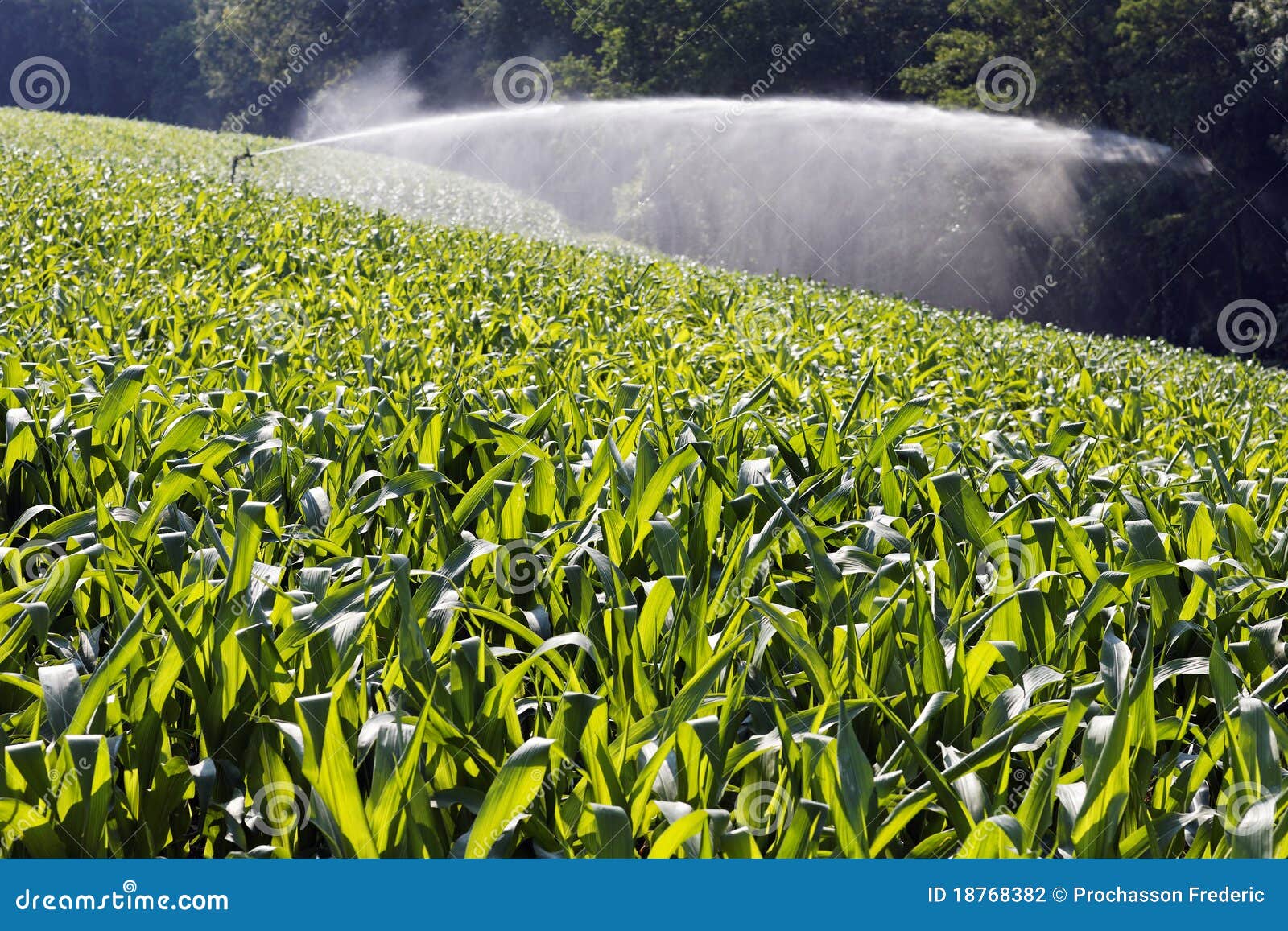 Corn and water stock photo. Image of farming, cultivate - 18768382