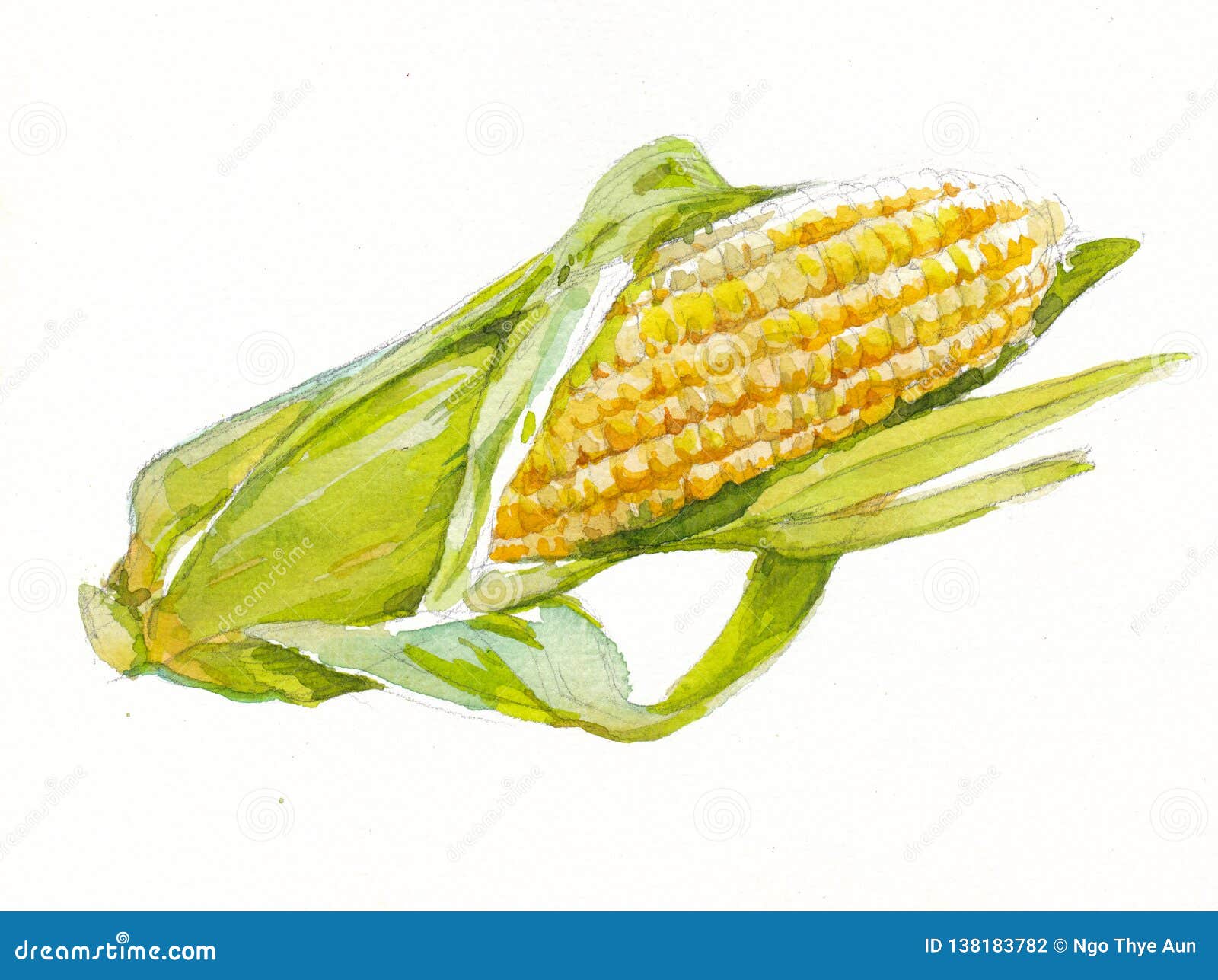 Watercolor Illustration of Corn Stock Illustration - Illustration of ...