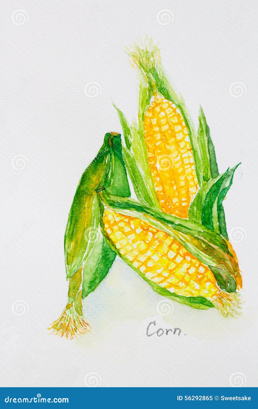 Corn watercolor painted stock illustration. Illustration of corncob ...