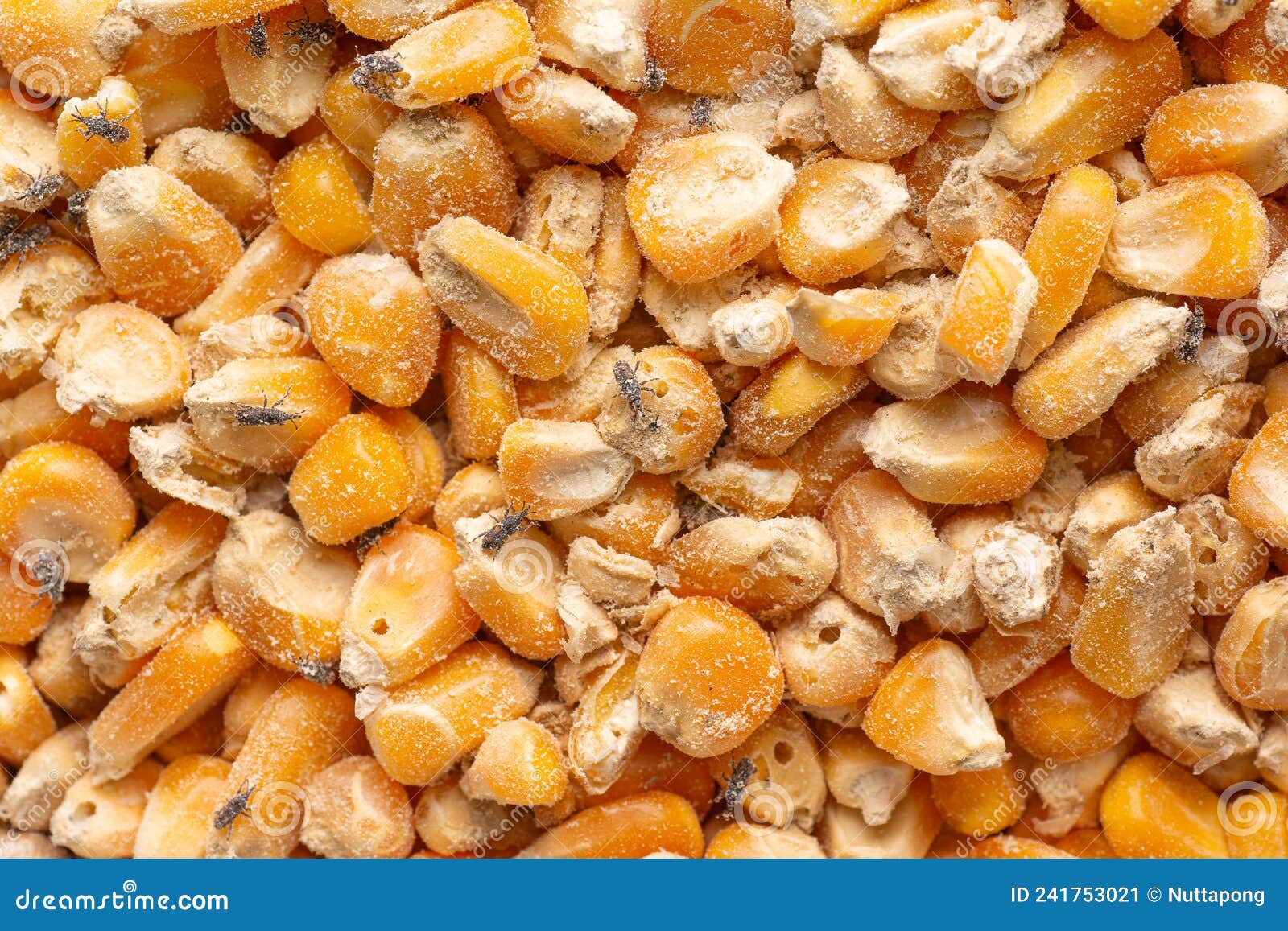 Corn Weevil, Maize Weevil Beetles ,Maize Grain Weevil, Insect Damaged ...