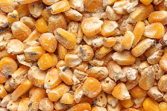 Corn Weevil, Maize Weevil Beetles ,Maize Grain Weevil, Insect Damaged ...