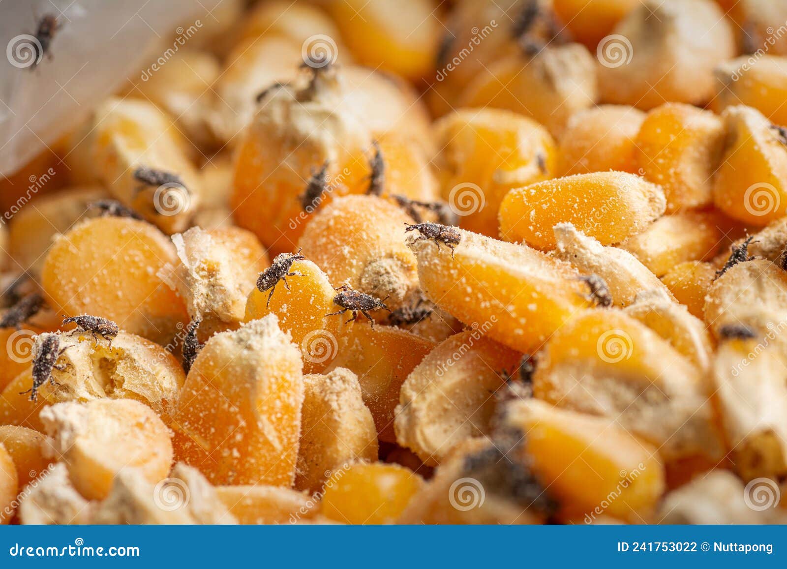 Corn Weevil, Maize Weevil Beetles ,Maize Grain Weevil, Insect Damaged ...