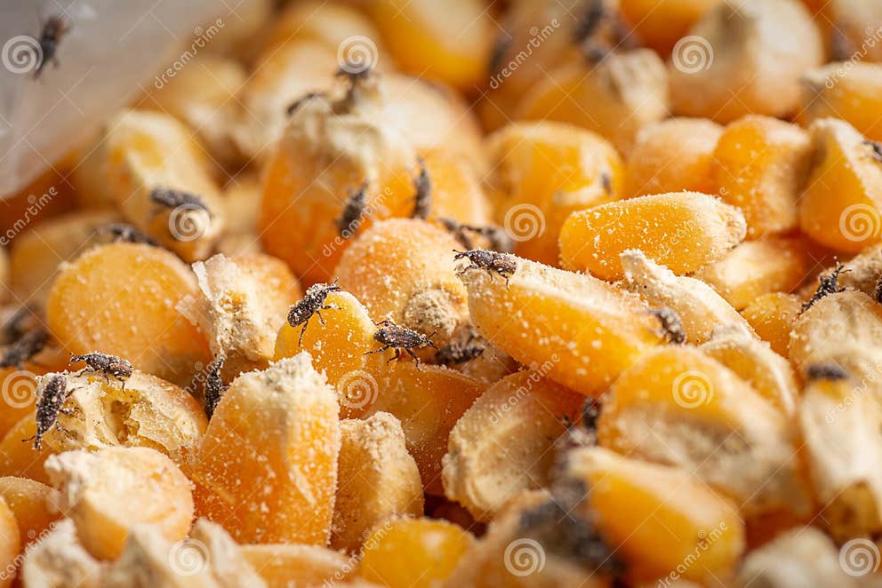 Corn Weevil, Maize Weevil Beetles ,Maize Grain Weevil, Insect Damaged ...