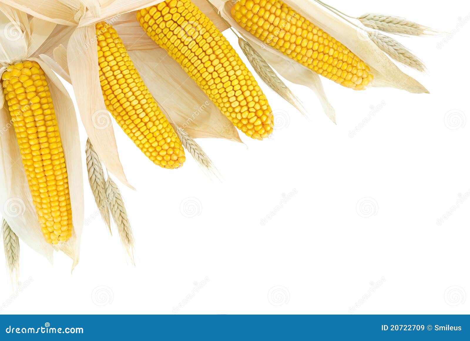 Corn and Wheat Border on White Stock Image - Image of dried, field ...