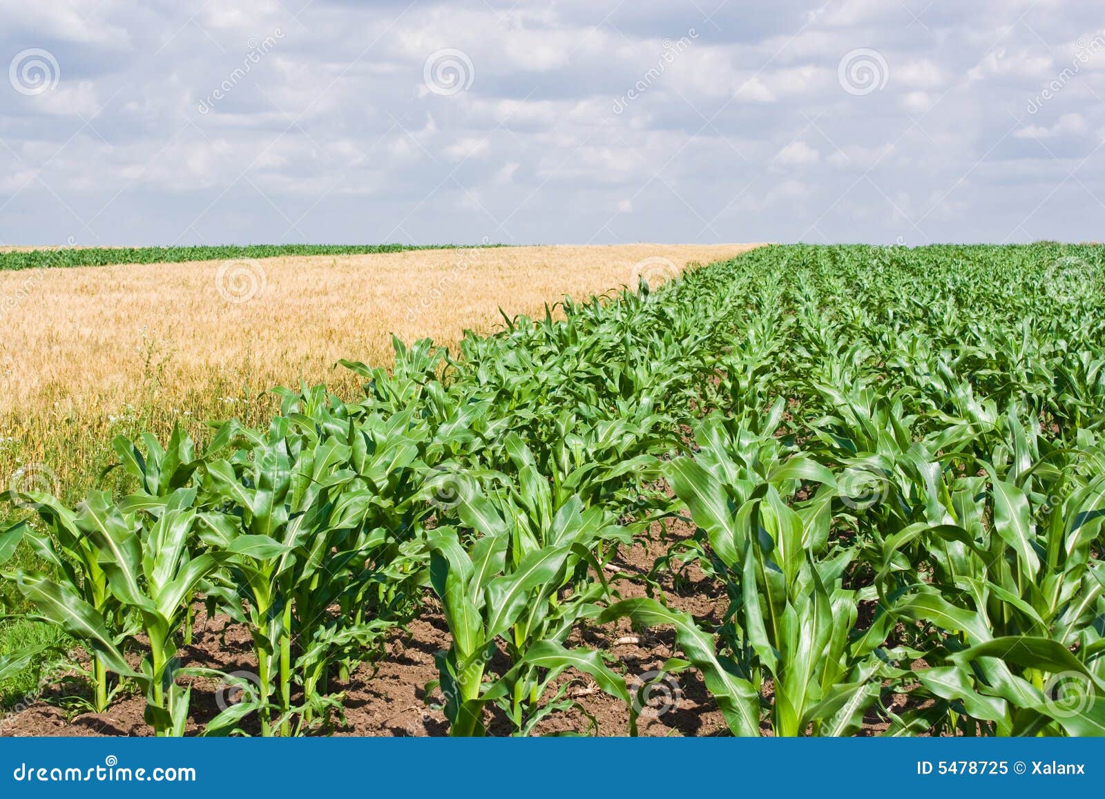 Corn and wheat field stock image. Image of blue, agriculture - 5478725