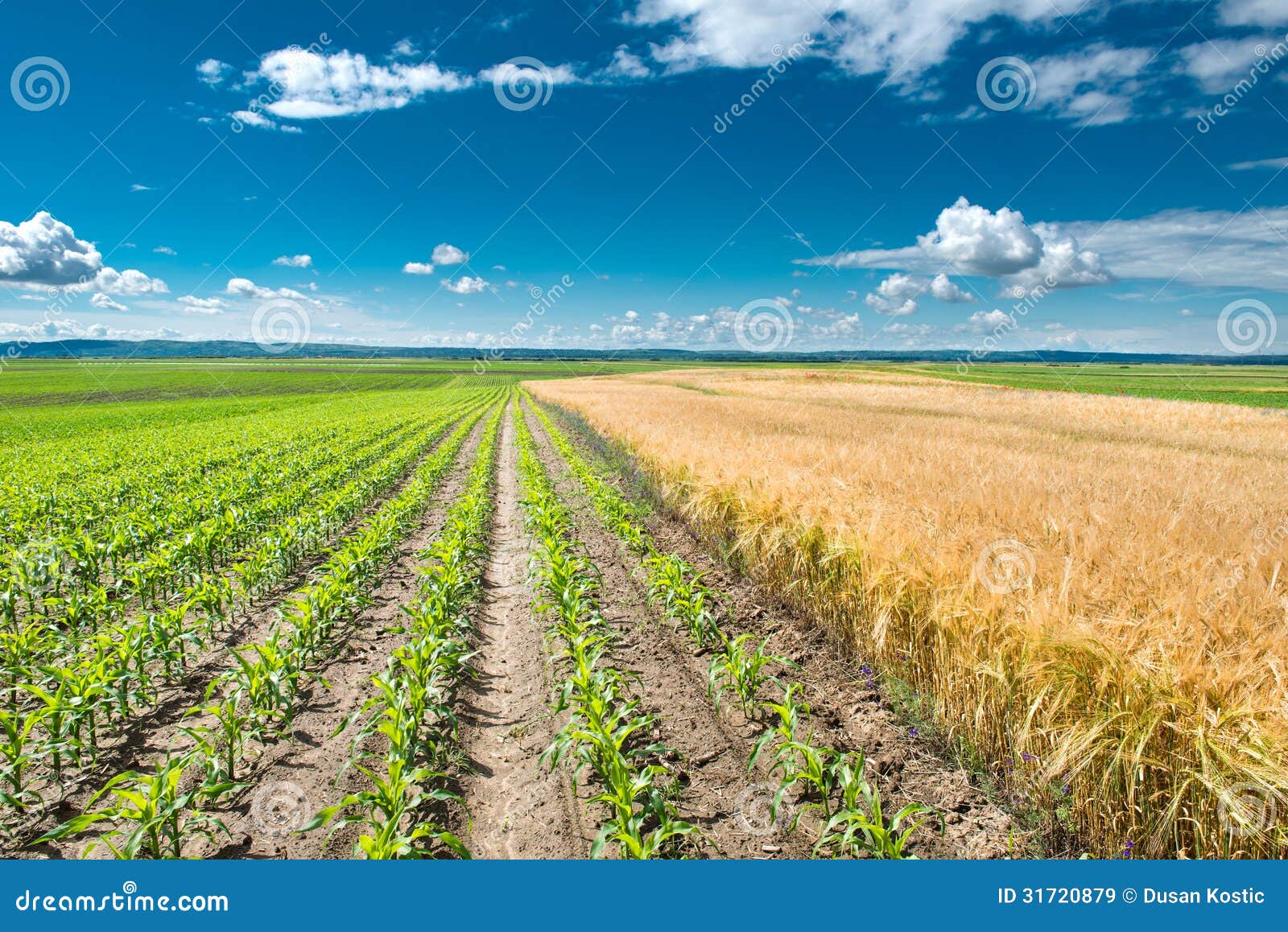 Corn and wheat stock image. Image of maize, country, farmland - 31720879