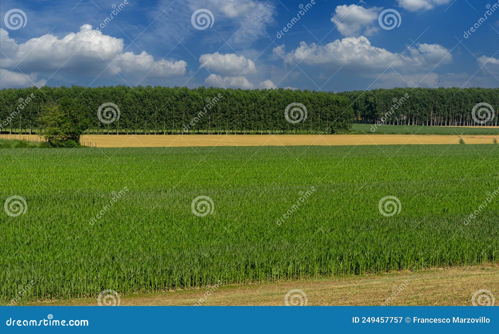 Corn and Wheat Fields with Poplar Plantations Stock Image - Image of ...