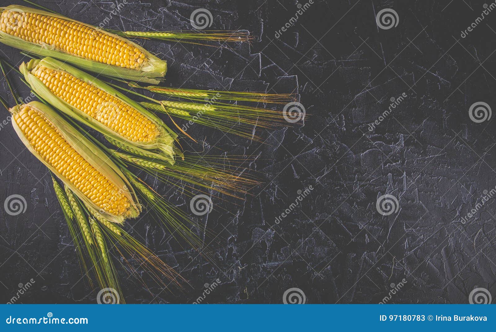 Corn and wheat spikes stock image. Image of abundance - 97180783