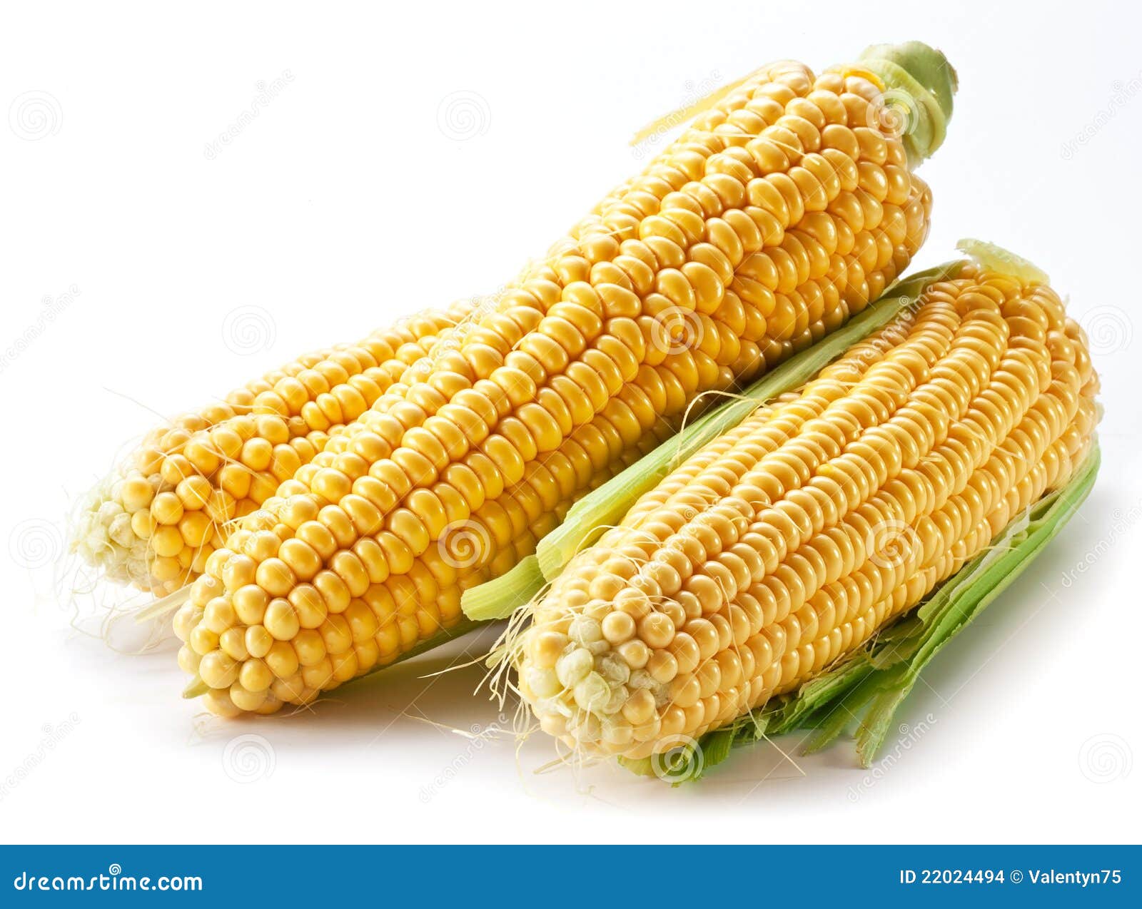 Corn Corn With White Background. Stock Image | CartoonDealer.com #181747045