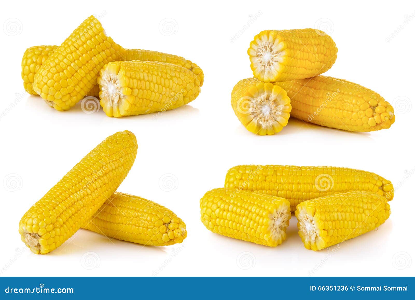 Corn on white background stock photo. Image of corn, agriculture - 66351236
