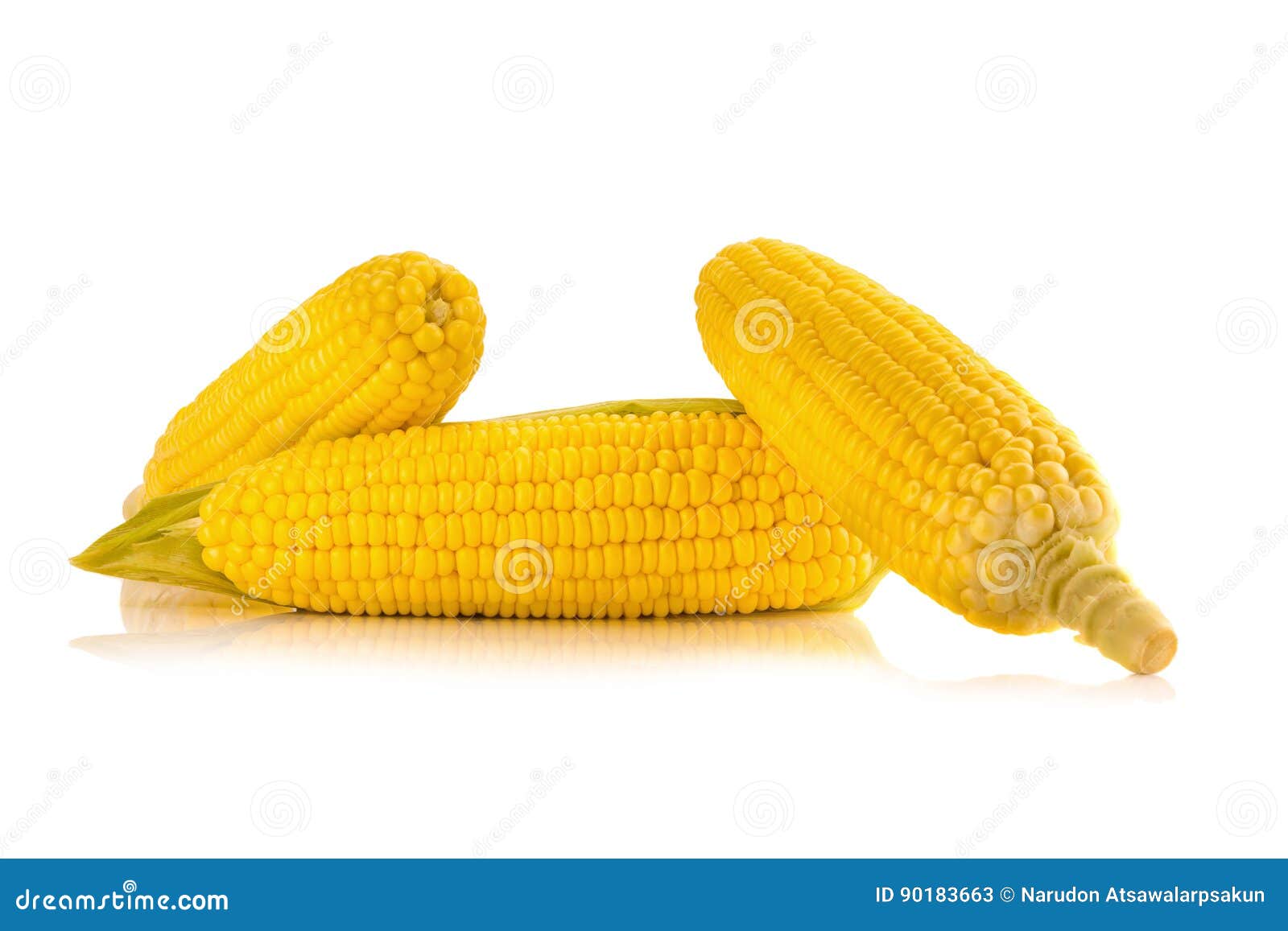 Corn on white background stock image. Image of crop, fodder - 90183663