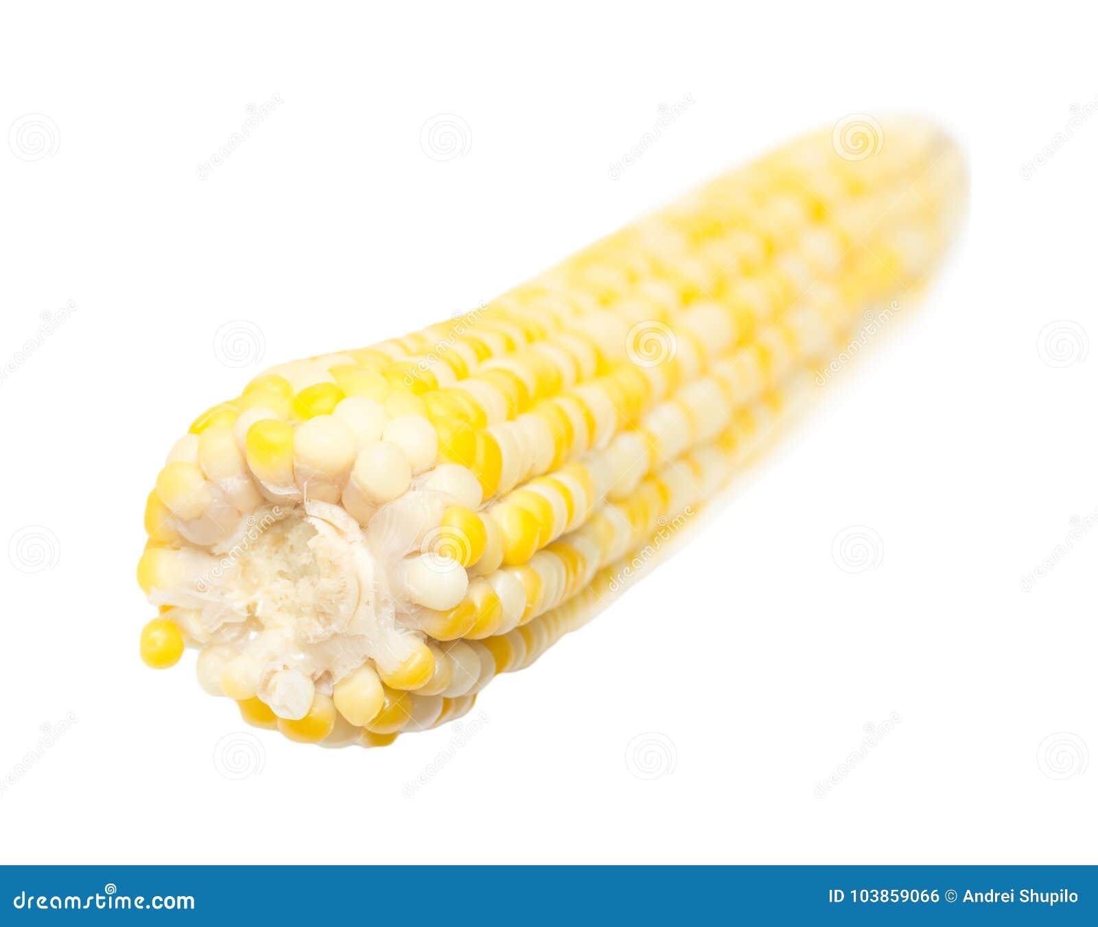 Corn on a white background stock photo. Image of closeup - 103859066