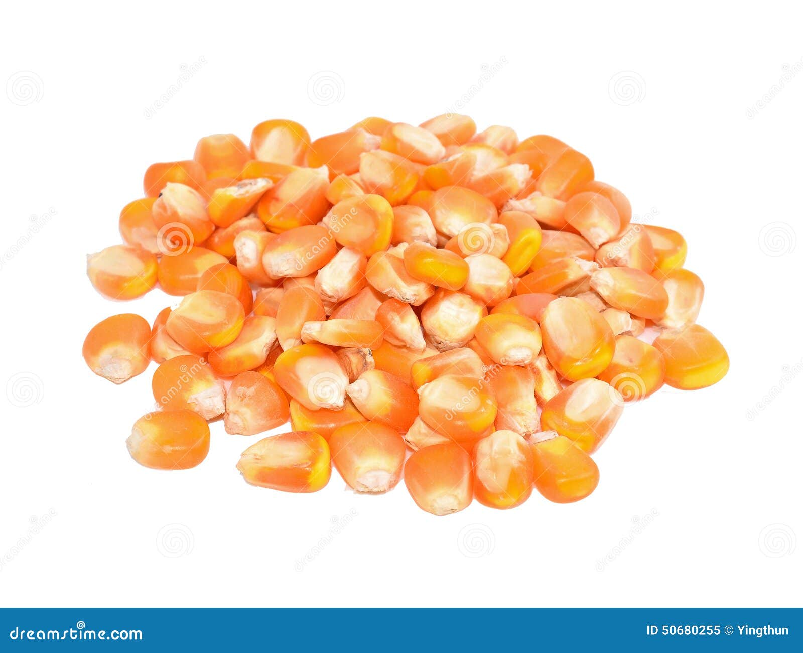 Corn with white background stock image. Image of corns - 50680255