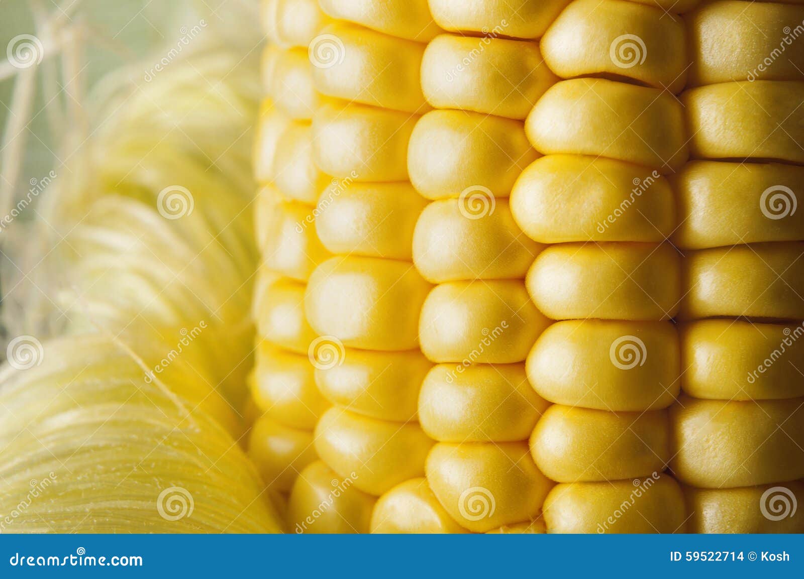 Corn on white background stock photo. Image of husk, detail - 59522714