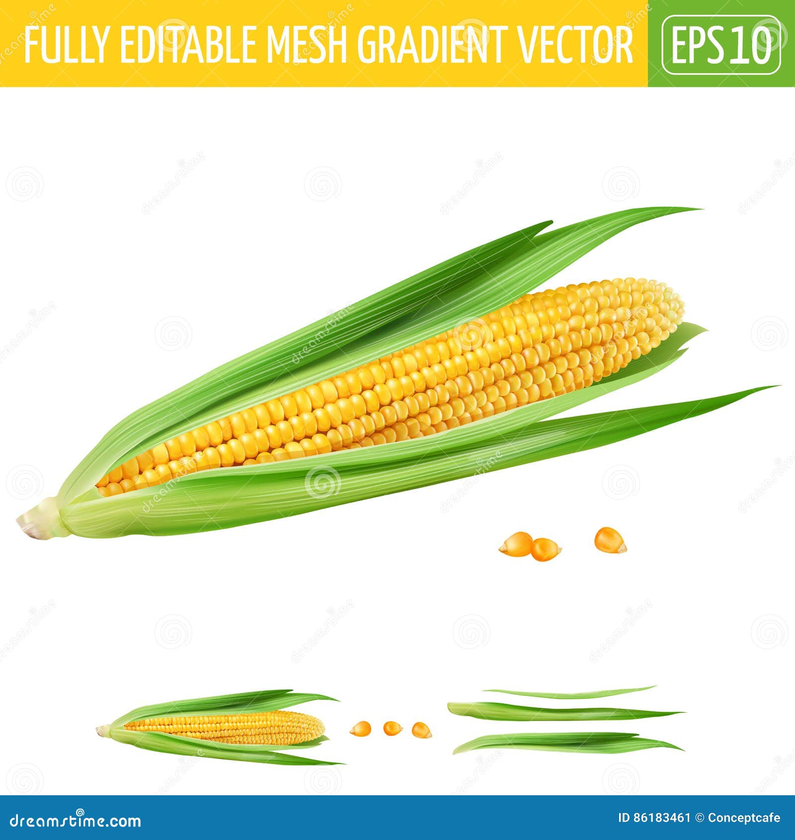 Corn Realistic Set Vector Illustration | CartoonDealer.com #119235262