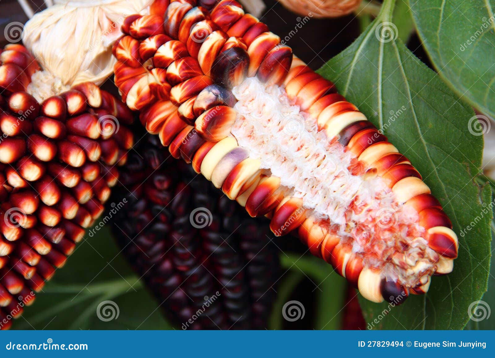 Corn with White and Black Kernels Stock Photo - Image of fruit, plant ...