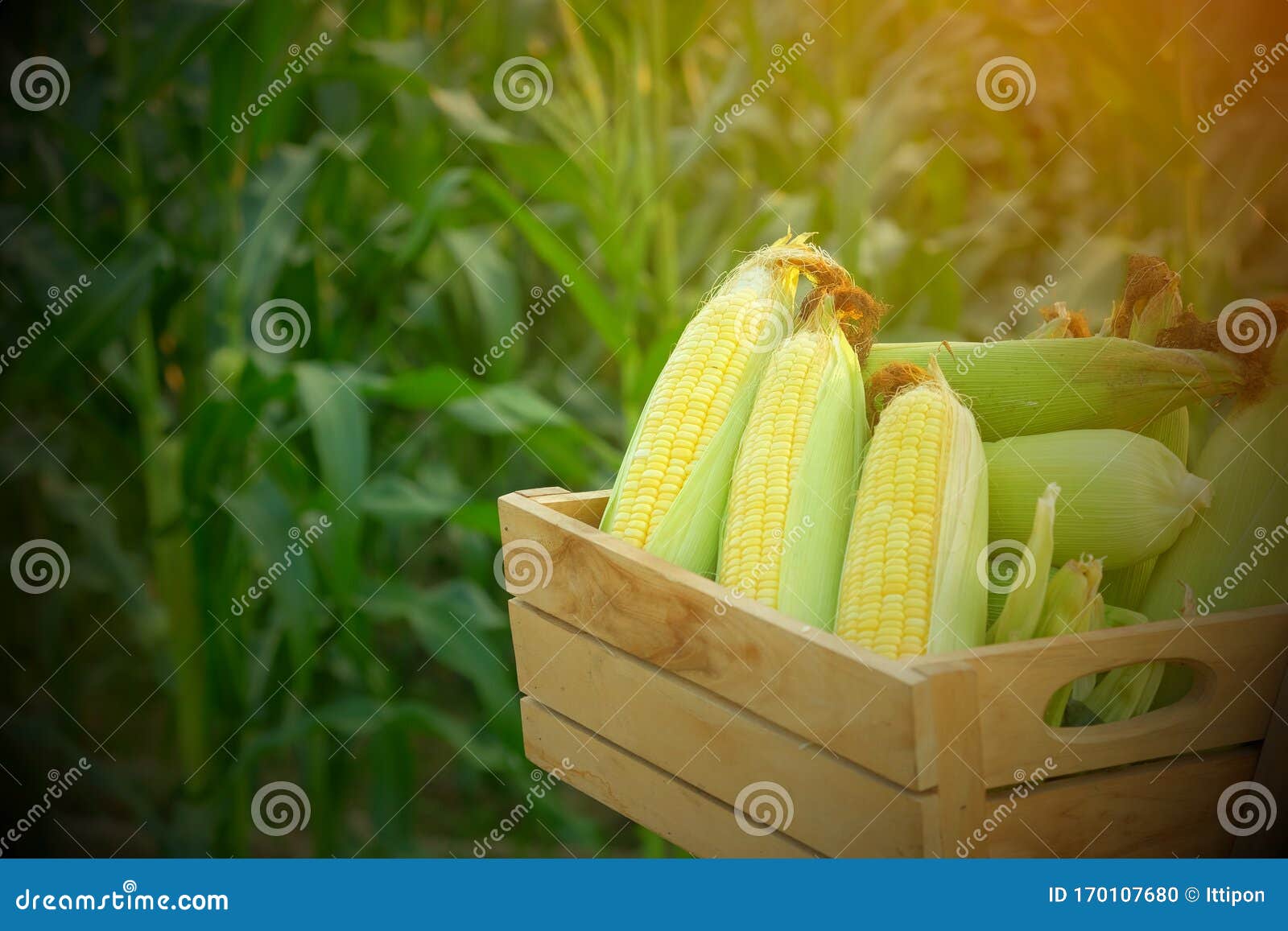Corn in Wooden Box at Corn Field Stock Photo - Image of maize, farm ...