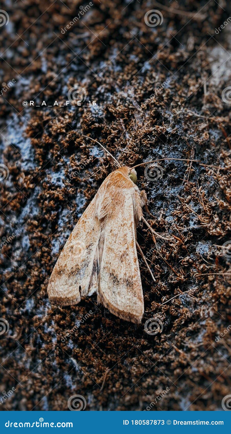 Corn worm stock image. Image of nature, natural, mobileclick - 180587873