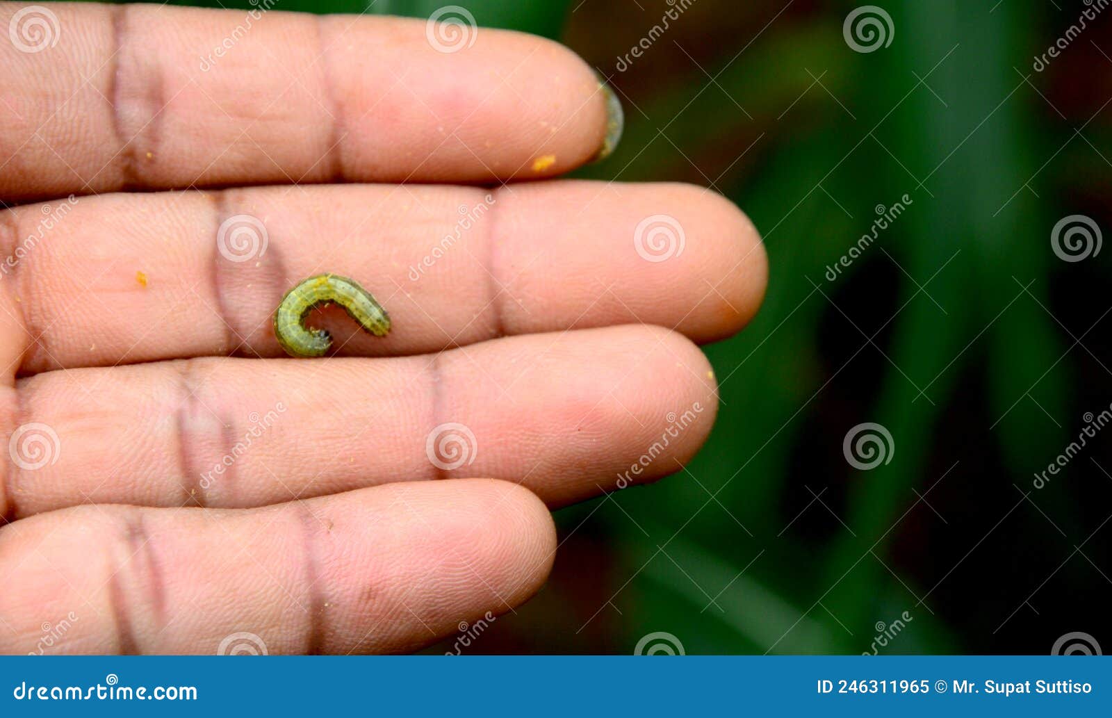 Corn Worm Larvae. on Human Hand. Copy Space Stock Image - Image of ...