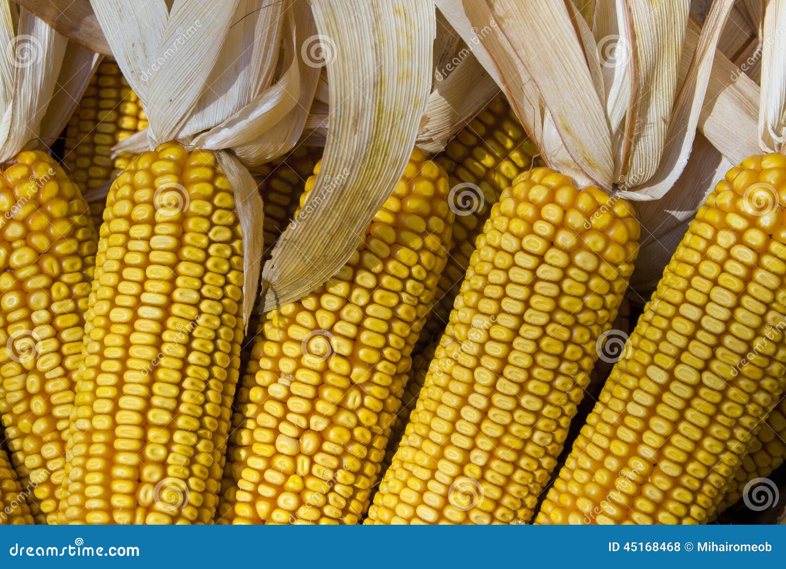 Corn stock photo. Image of agronomy, grow, farm, food - 45168468