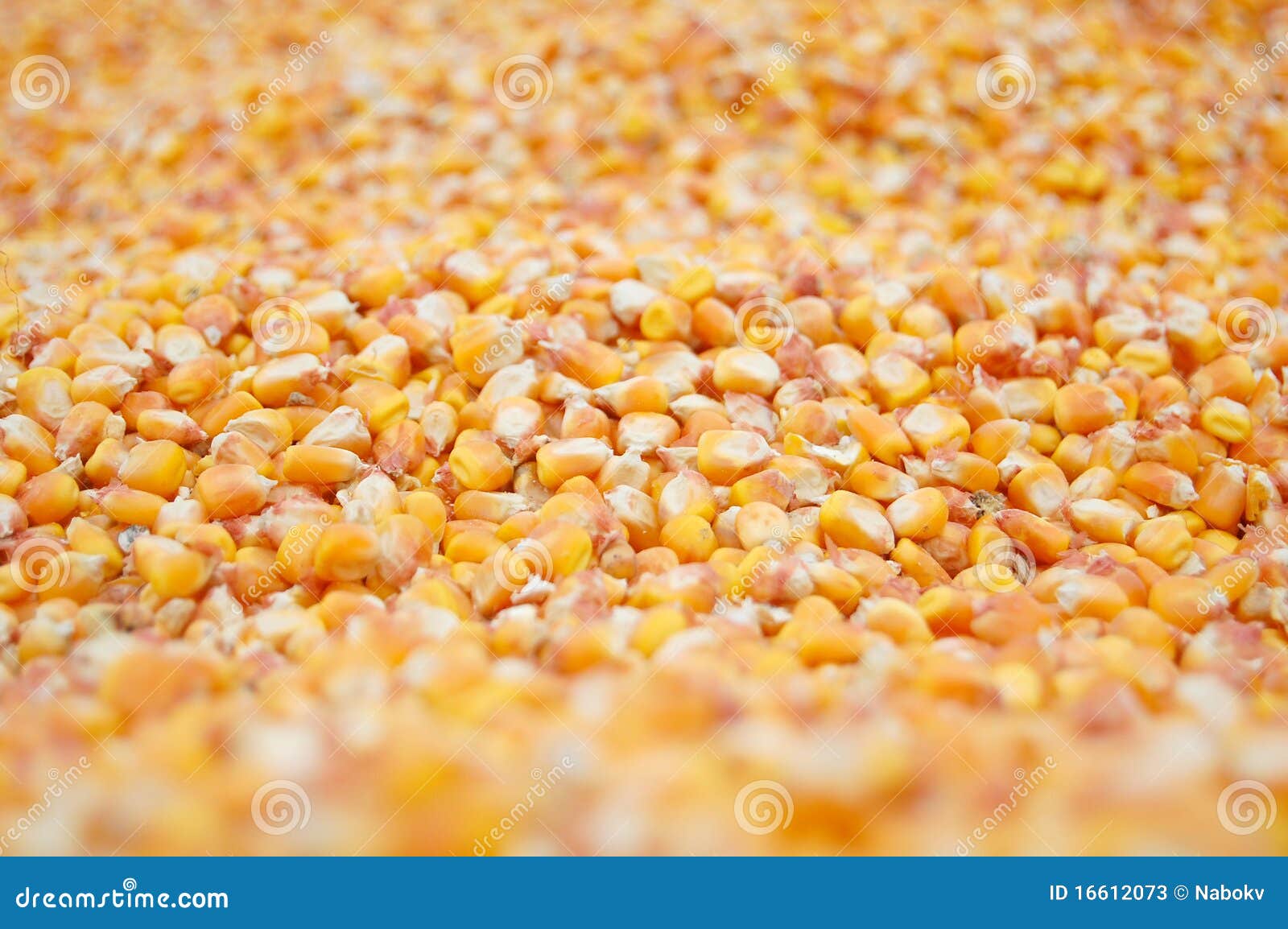 Corn yield stock image. Image of harvesting, gold, agriculture - 16612073