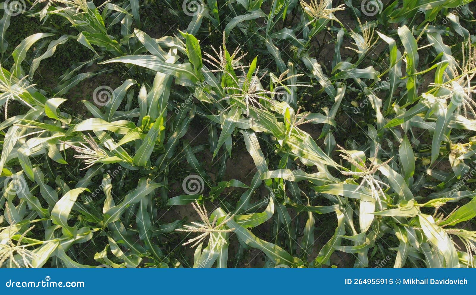 Corn Young Field. Seedlings Planted in a Row. Stock Image - Image of ...