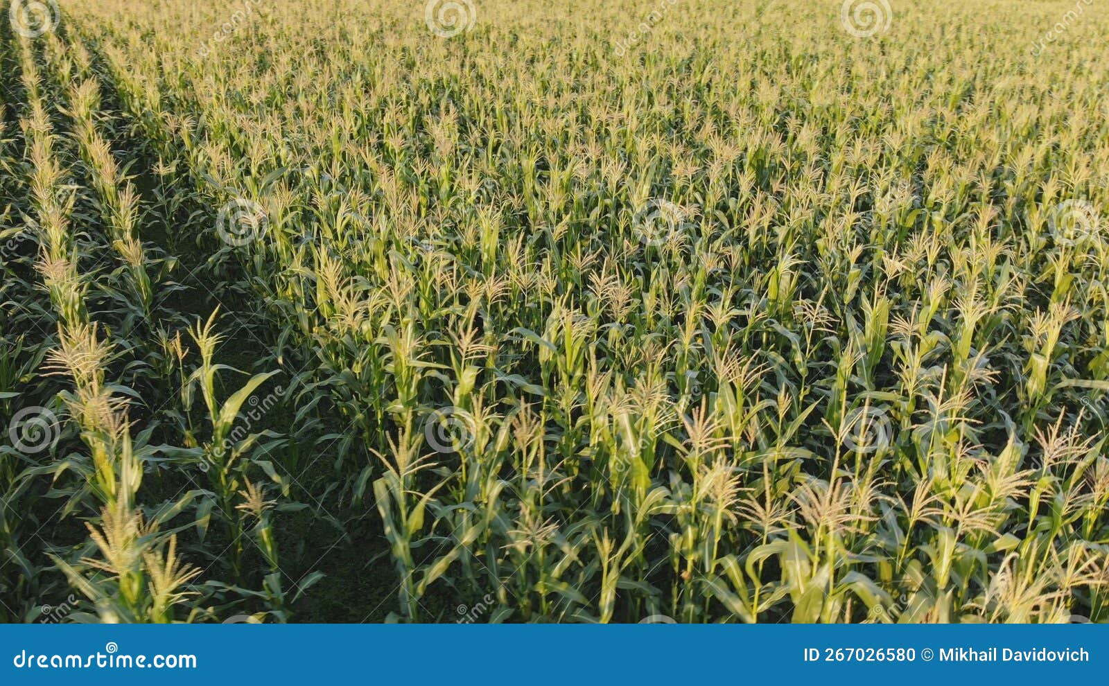 Corn Young Field. Seedlings Planted in a Row. Stock Photo - Image of ...