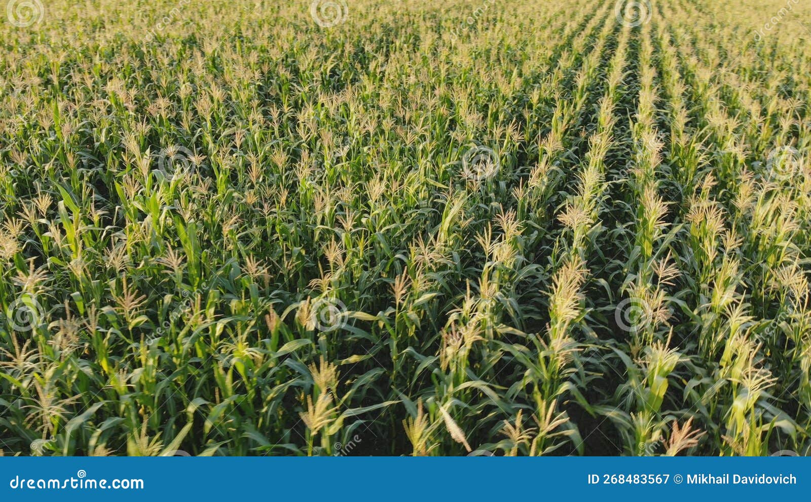 Corn Young Field. Seedlings Planted in a Row. Stock Image - Image of ...