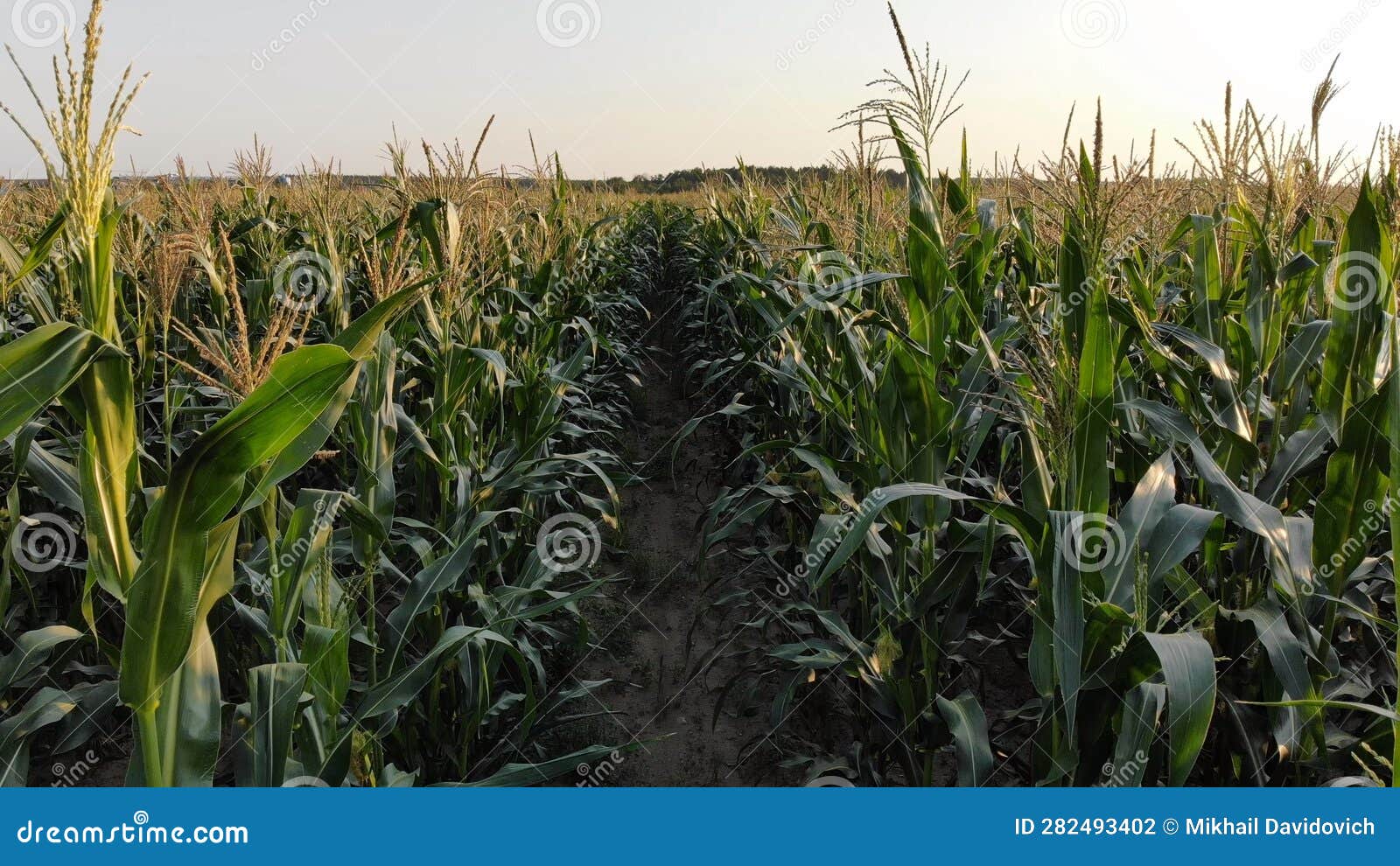 Corn Young Field. Seedlings Planted in a Row. Stock Photo - Image of ...