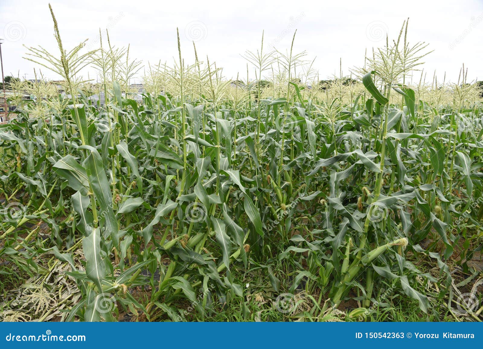Corn Zea mays cultivation stock image. Image of grain - 150542363