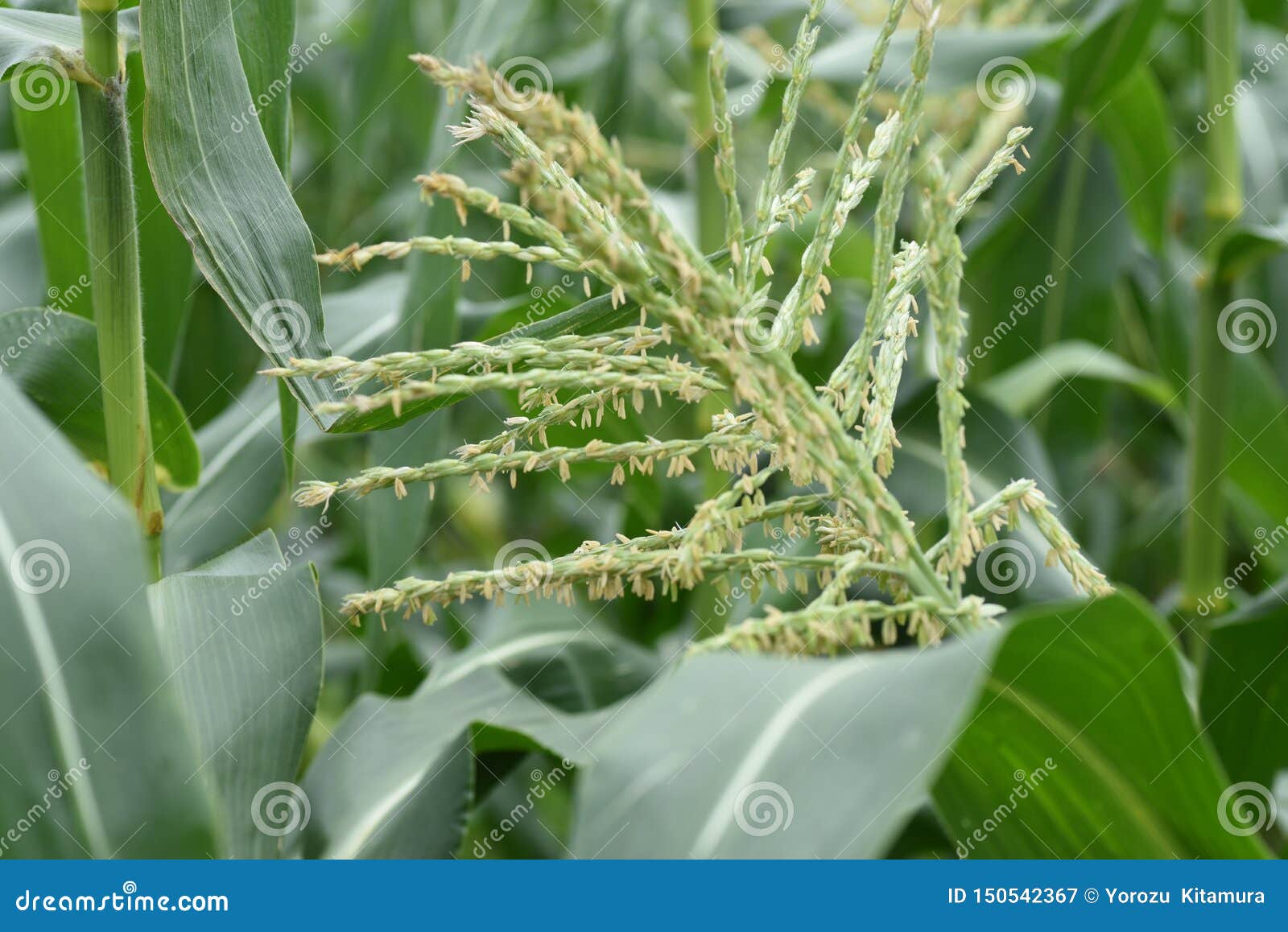 Corn Zea mays cultivation stock image. Image of industry - 150542367
