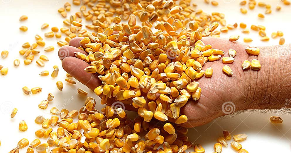 Corn, Zea Mays Falling into Hand Against White Background Stock Photo ...