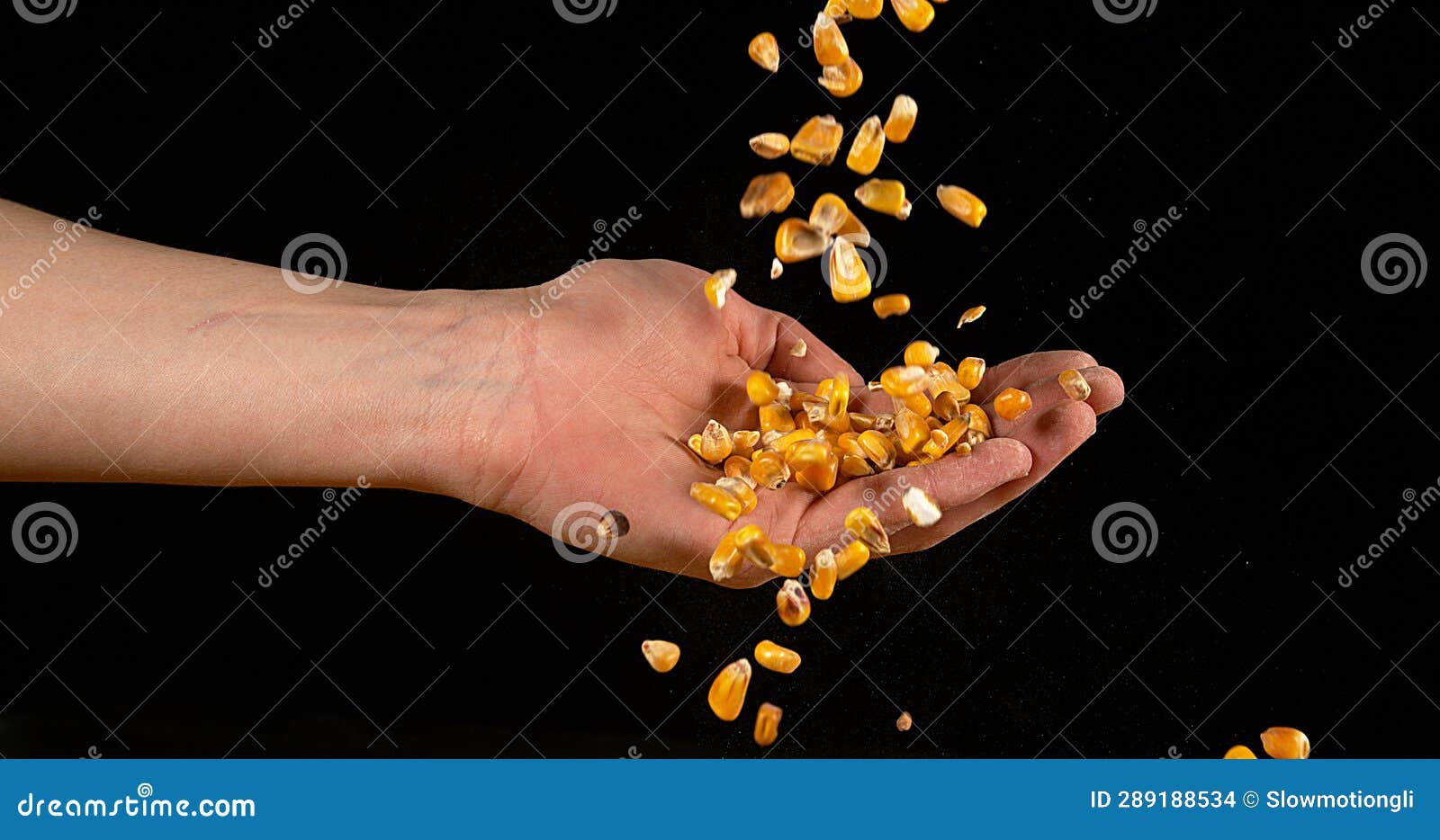 Corn, Zea Mays Falling into Hand of Woman Against Black Background ...