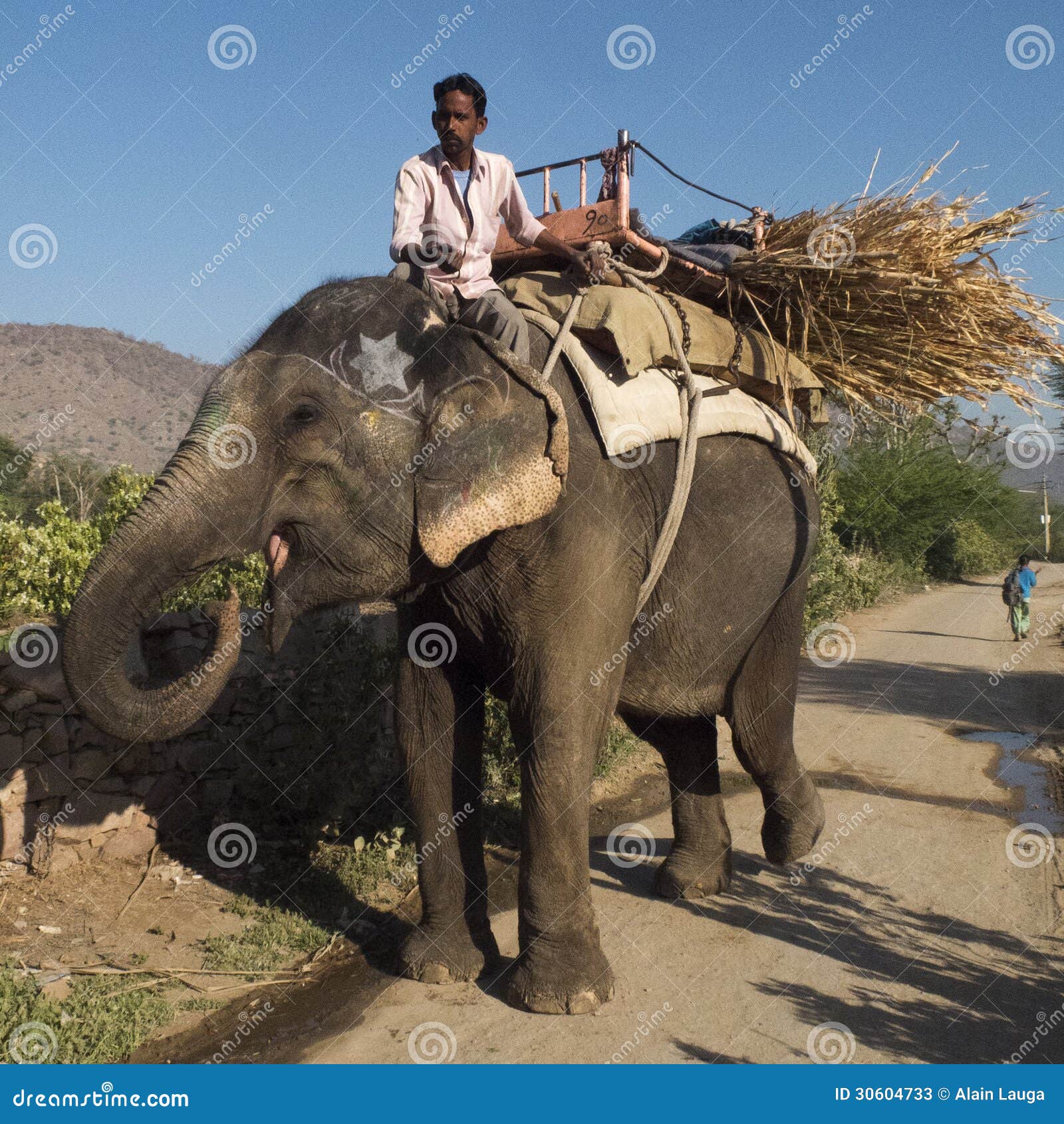 Cornac menant un éléphant. photo stock éditorial. Image du transport ...