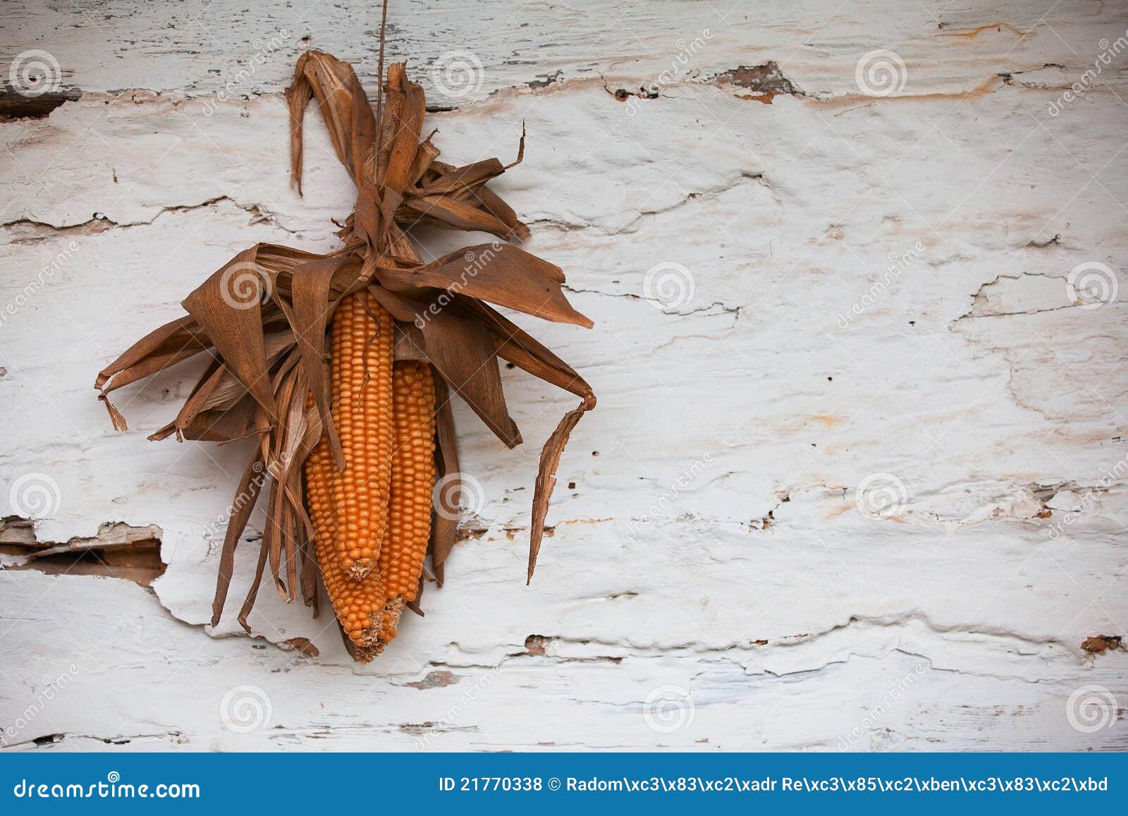Corncob stock photo. Image of detail, village, food, building - 21770338