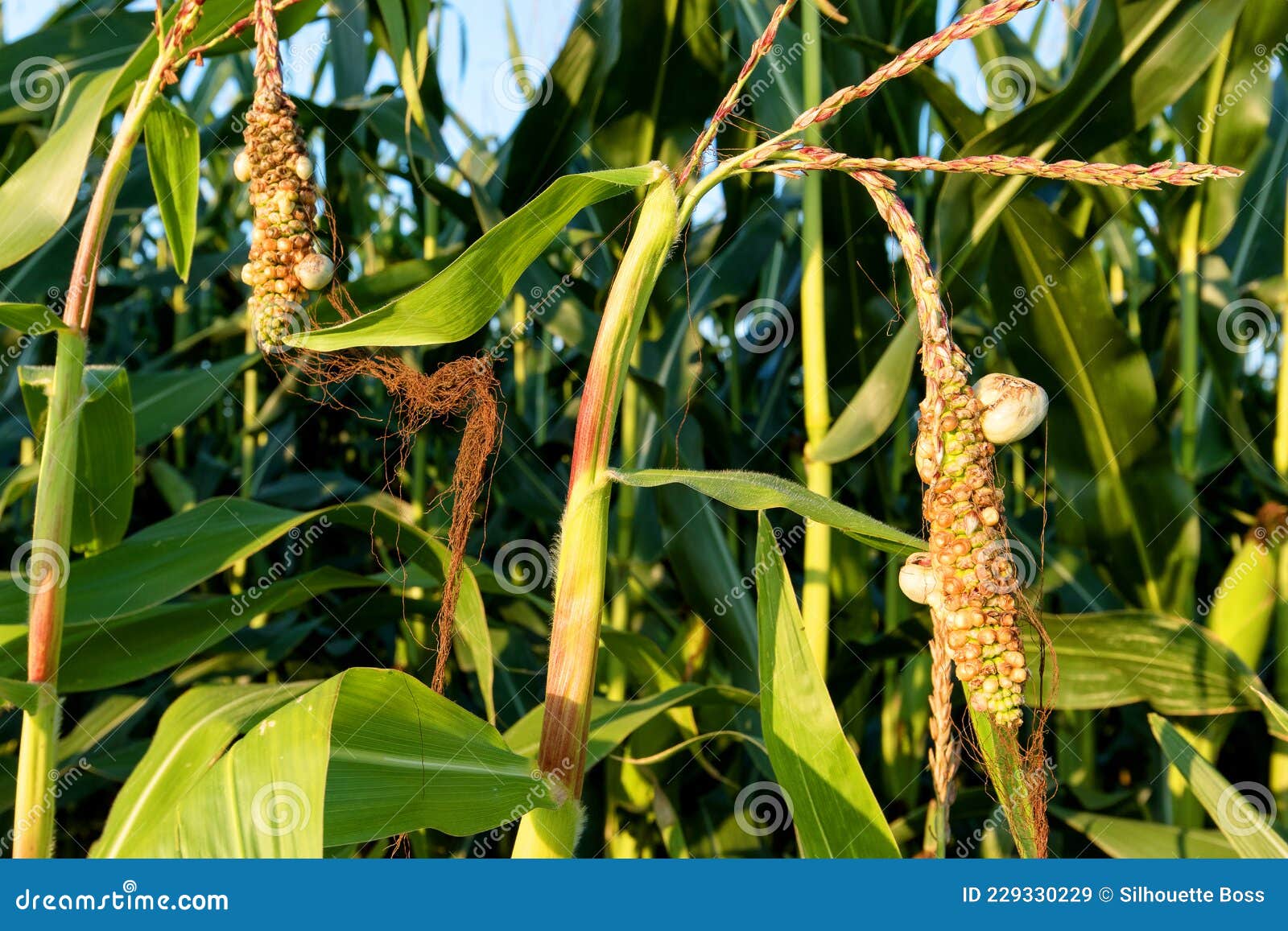 Corncob - Corn Plant on the Cornfield with Corn Smut, Huitlacoche Corn ...