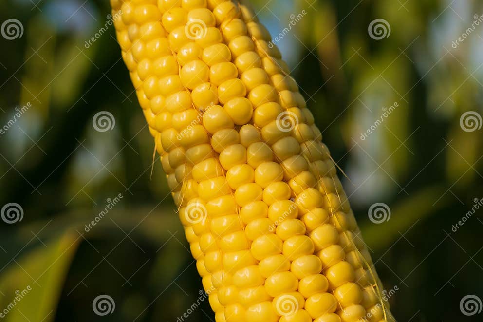 A Corncob Grows on a Stalk. a Ripe Ear of Corn Grows in a Field at ...