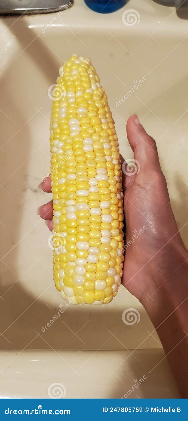 Corncob in hand stock image. Image of food, hand, yellow - 247805759