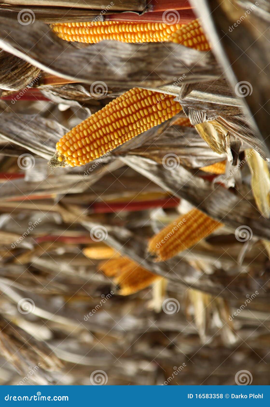 Corncob of Maize - Zea Mays Stock Photo - Image of harvesting ...