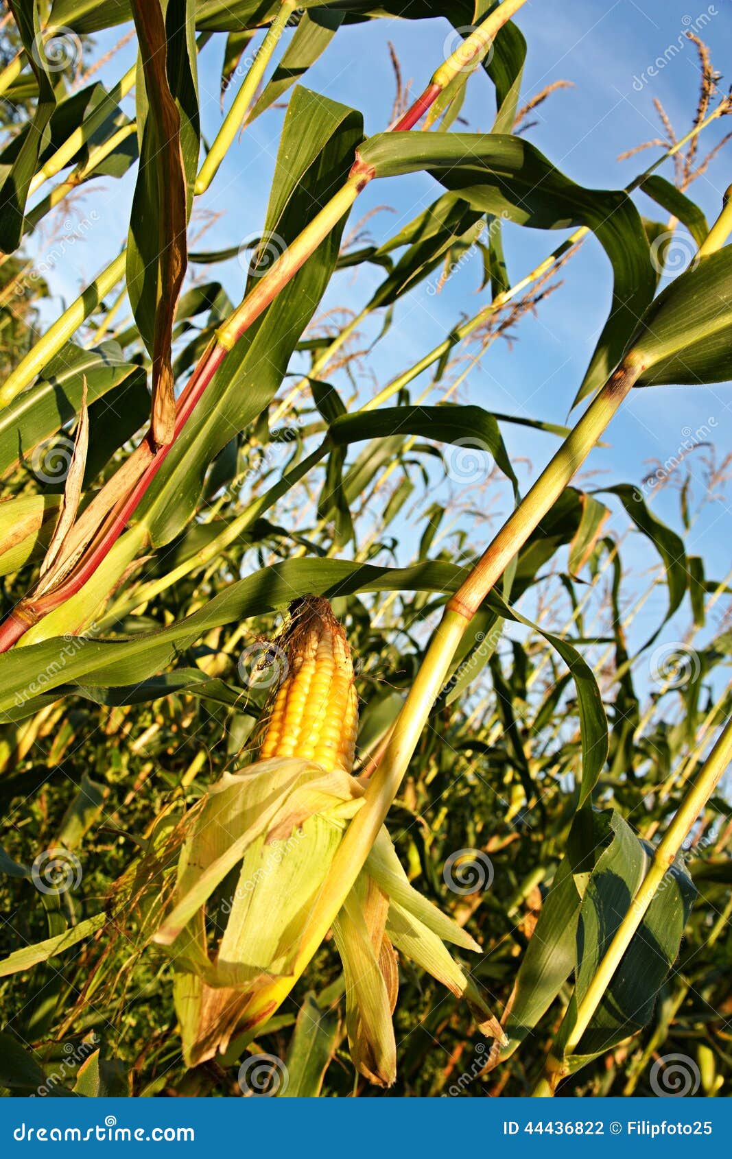 Corncob stock photo. Image of close, land, grain, farm - 44436822