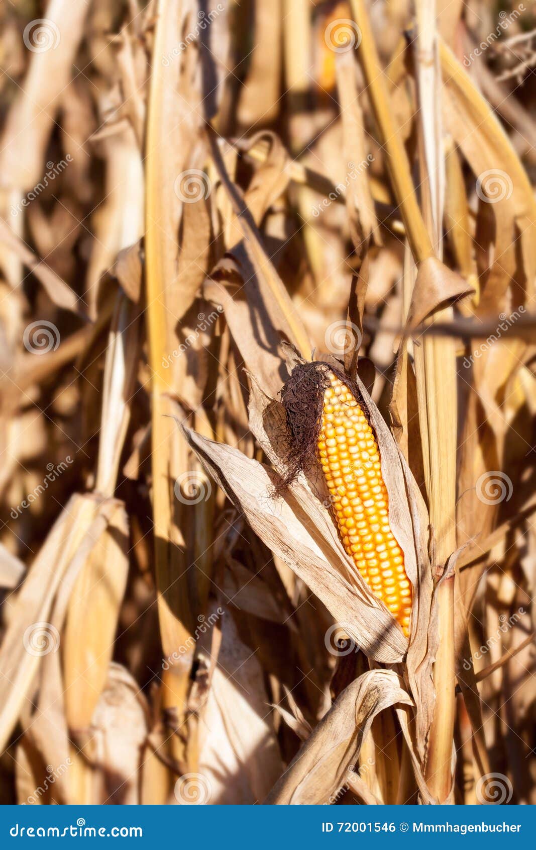 Corncobs in the Evening Sun Stock Photo - Image of golden, summer: 72001546